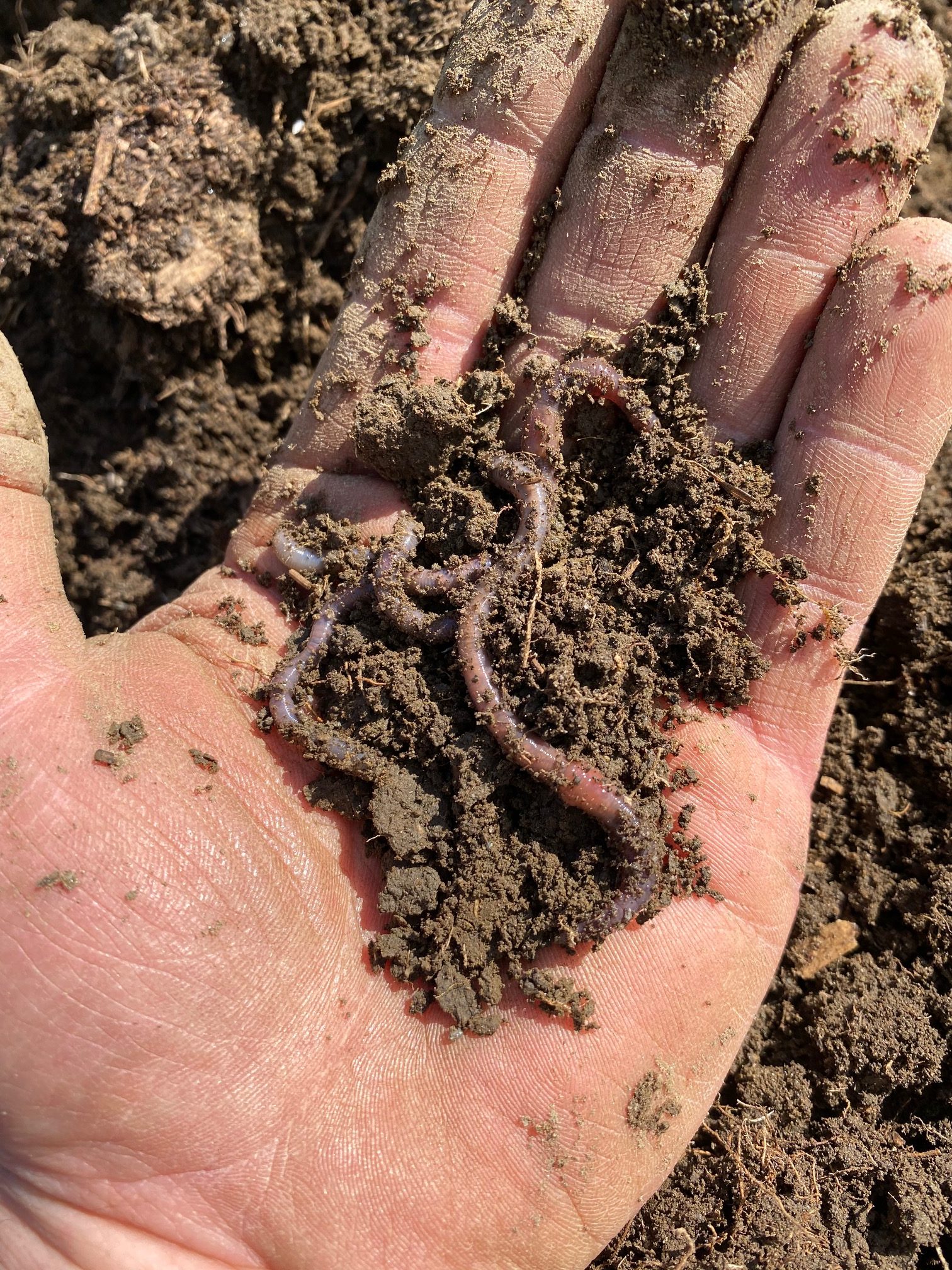 Cover Cropping for Earth Care - Bravo Botanicals